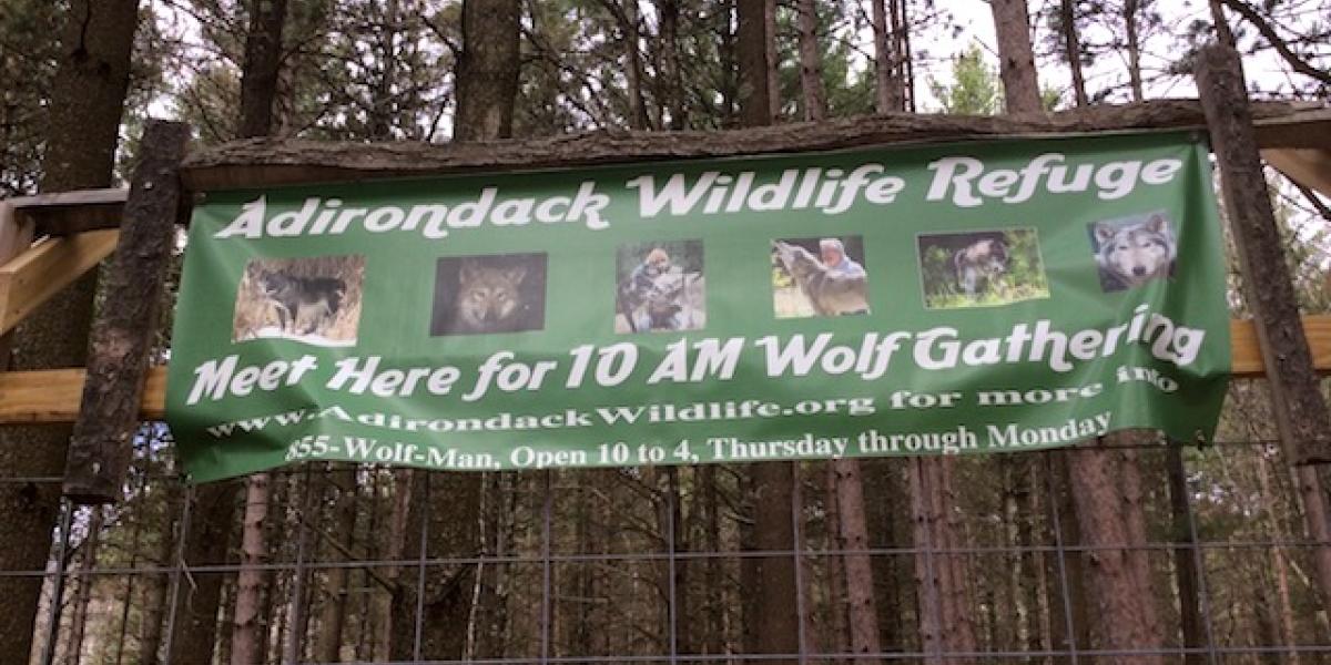 The real wild life | Whiteface Region